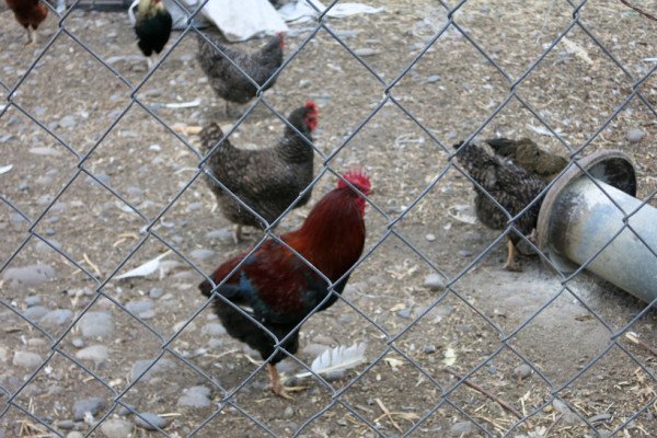 Exploring Chilean Cuisine With Chef Rodolfo Guzman