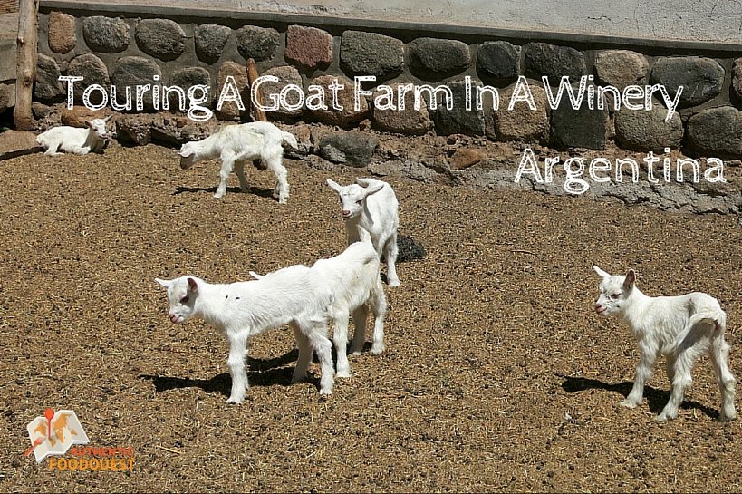 Touring A Goat Farm In A Winery In Argentina