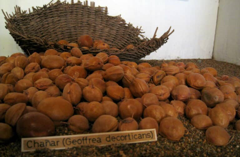 Surprising Atacama Food Of The Desert: Top 10 Foods And Restaurants To ...