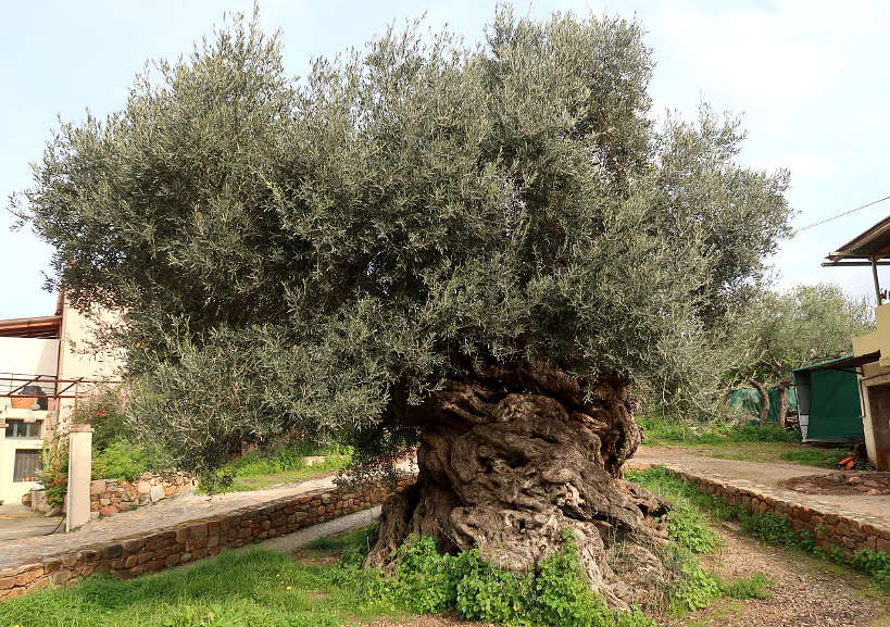 How To Choose Cretan Olive Oil With Tips From Top Producer Terra Creta