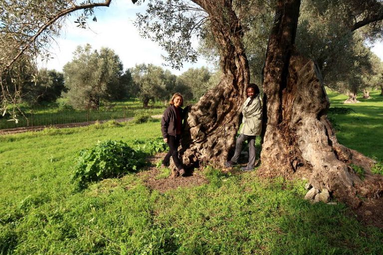 5 Reasons Why You Want To Have An Olive Oil Tasting In Crete