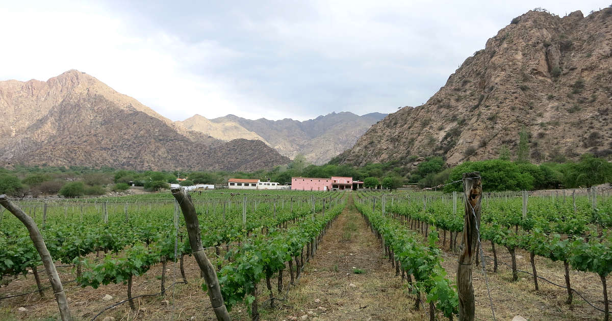 Your Guide To Cafayate Wineries: 10 Bodegas For Torrontes Wine Tasting
